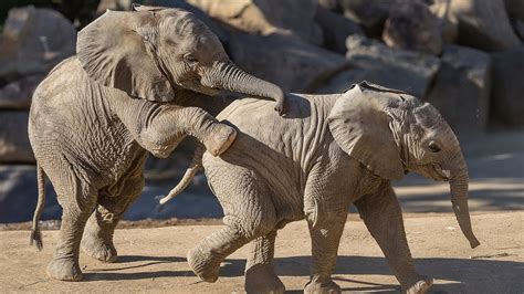 Elephant Calves Playing Youtube