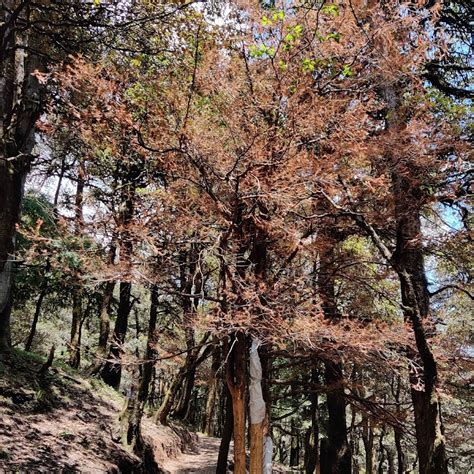 Bhavya Prakash Youtube