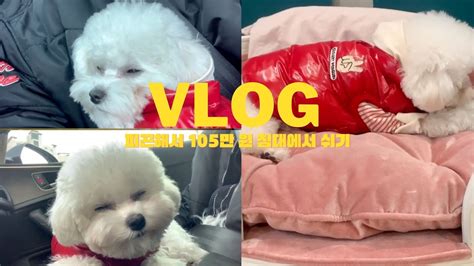 [콩콩이 브이로그] 콩콩이 오빠 보러간 날~ 떡실신한 날 Youtube