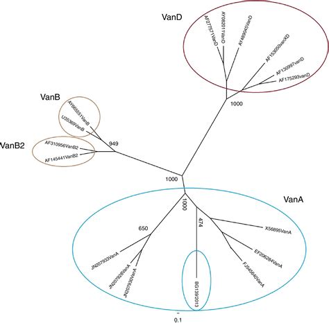 Emergence Of Vanb Phenotype Vana Genotype Enterococcus Faecium Clinical Isolate In Bulgaria