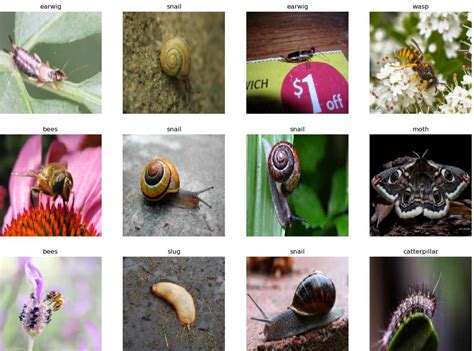 Github Swarna7781 Agricultural Pest Classification