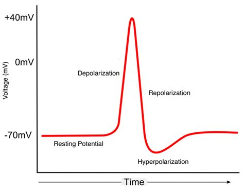 Chapter 4 Passive Membrane Models Computational Neuroscience