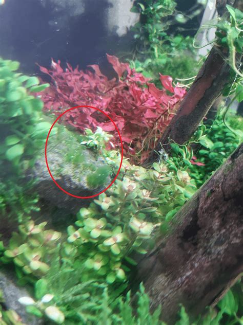 Please Help Me Identify This Algae R Aquarium