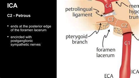 Neurovascular Anatomy Pptx Brain And Nervous System Disorders Diseases And Conditions