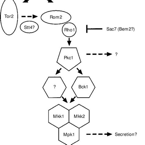 Pkc Signalling Pathways In Budding Yeast The Diagram Summarizes Current Download Scientific