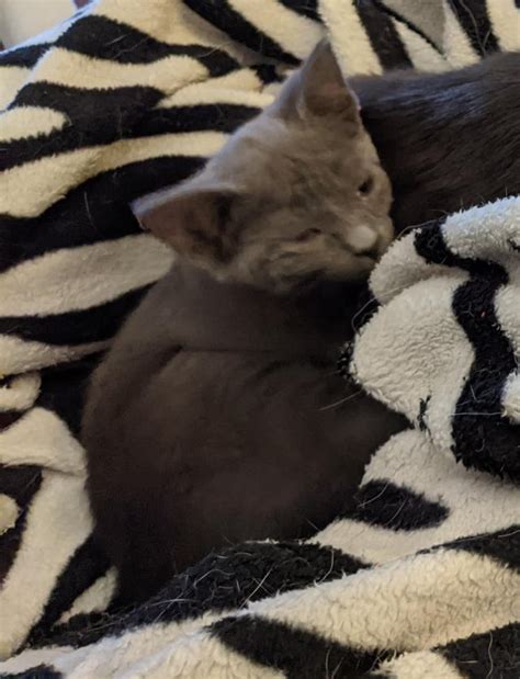 Jasper And Stella Rbeforenafteradoption