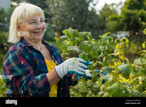 Pruning Raspberry Bushes Autumn Garden Work Gloved Hands Stock Photo Alamy