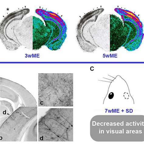 Pdf Visual System Plasticity In Mammals The Story Of Monocular