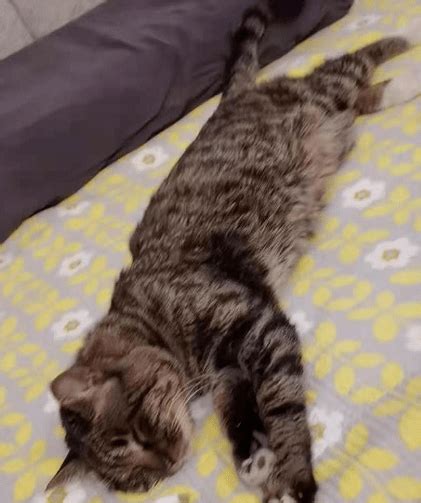 长春猫咪狗狗无偿领养1 26 大成小区