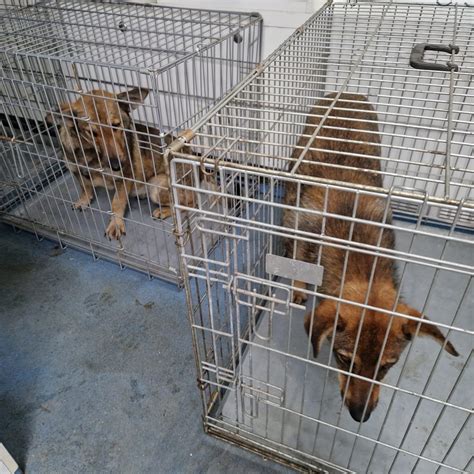 От днес започна кампанията по кастрация на кучета в Казанлък Knews Bg