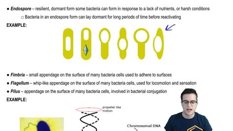 Bacterial Flagella Have A Very Complex Structure Composed Of 42 D