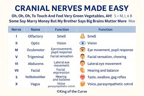 Cranial Nerves Made Easy Mnemonics Functions NCLEX Tricks King Of The Curve