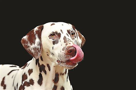 Защо кучетата ближат въздуха Български Фермер