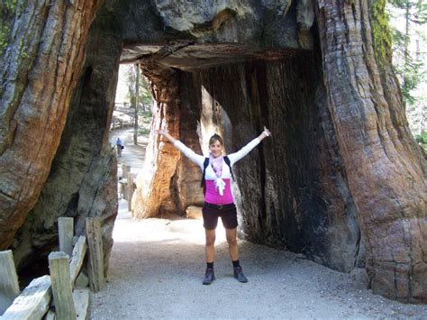 Parku Kombëtar Sequoia Toka E Lisave Gjigantë Në Shba