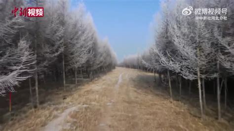 承德御道口牧场北国早春 雾凇美景 手机新浪网