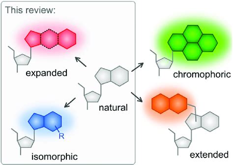 Classification Of Fluorescent Nucleoside Analogues Fnas Based On