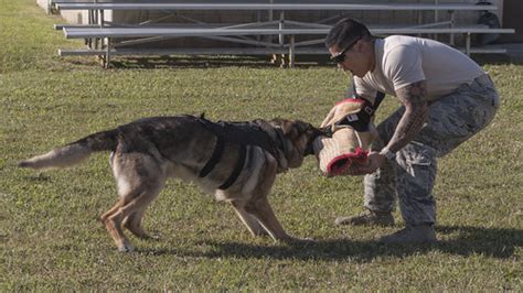 Military Working Dog Conducts Controlled Aggression Traini Flickr
