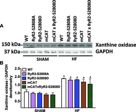 Fig S8 Xanthine Oxidase Expression Is Increased In Failing Hearts