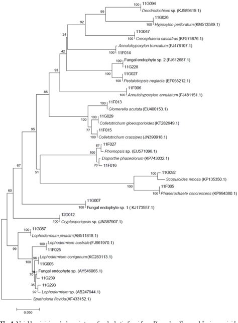 Figure 1 From Diversity Of Endophytic Fungi Isolated From Pinus