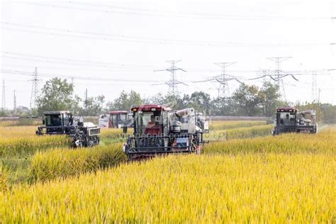 浙江湖州：金秋时节收割忙 人民图片网