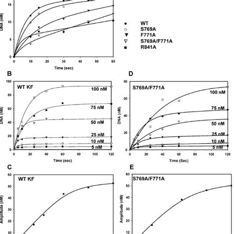 The Pattern Of Strand Displacement Dna Synthesis By Wt Klenow Fragment