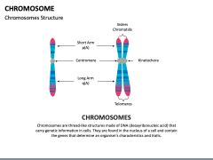 Chromosome PowerPoint And Google Slides Template PPT Slides