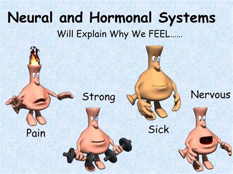 PPT Neural And Hormonal Systems PowerPoint Presentation Free Download ID 305580