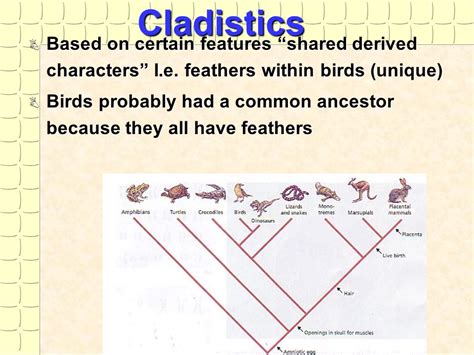 Classification Ppt Video Online Download