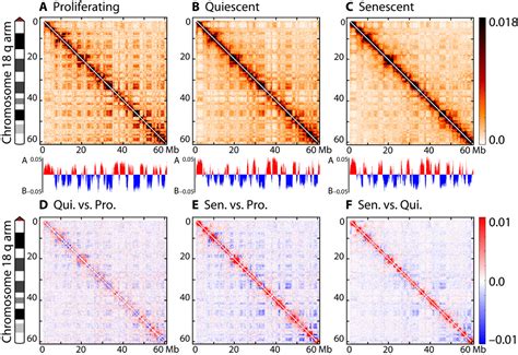 Chromatin Conformation And Senescence Benjamin Siranosian