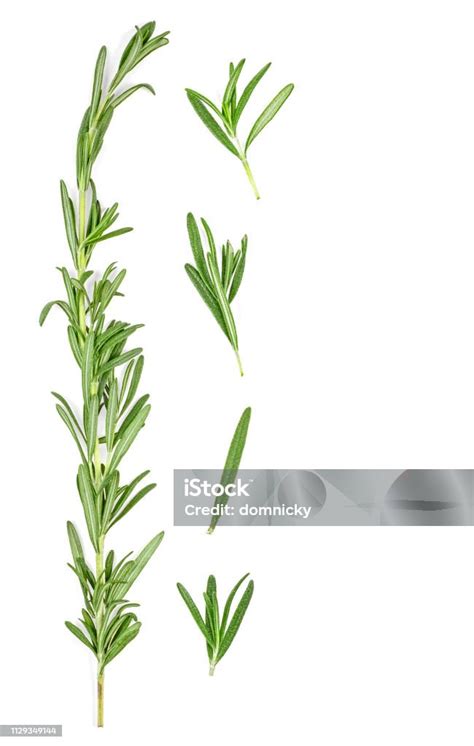 신선한 로즈마리 분기 흰색 배경에 고립 Sprigs 최고의 볼 수 있습니다 건강한 식생활에 대한 스톡 사진 및 기타 이미지 건강한 식생활 계절 고명 Istock