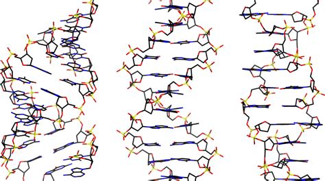 Non Coding Dna Remnants