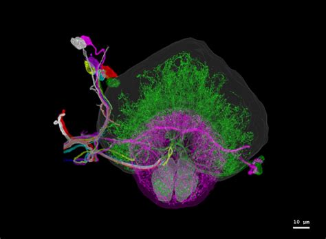 Mapping The Brain At High Resolution Mit News Massachusetts Institute Of Technology