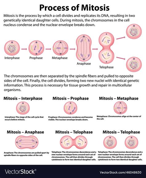 What Is Mitosis Stages Of Mitosis Steps Of Mitosis Biology Explorer