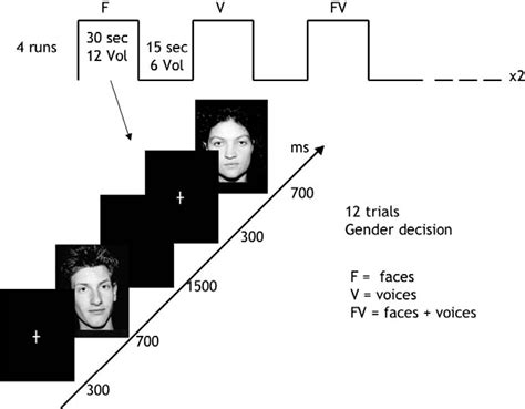 Figure 1 From The Neural Network Sustaining The Crossmodal Processing Of Human Gender From Faces