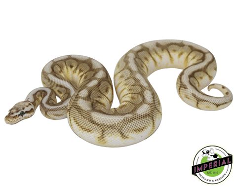 Chocolate Lesser Bee Ball Python For Sale Imperial Reptiles