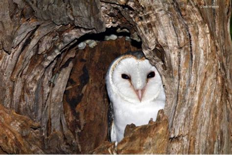 Biodiversity Indicator Tool