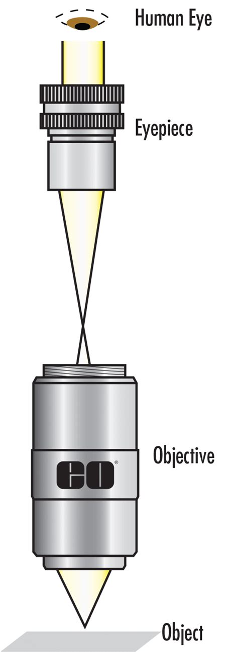 Microscope Objective