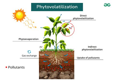 Phytoremediation Geeksforgeeks