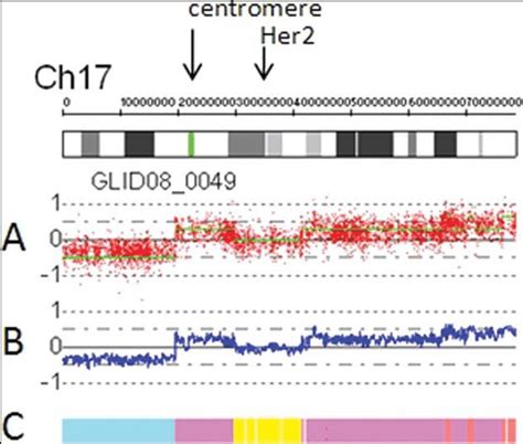 SNP Array Karyotype Of Chromosome Demonstrating The Copy Number Download Scientific Diagram
