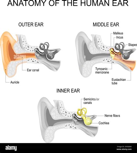 Ear Outer Anatomy