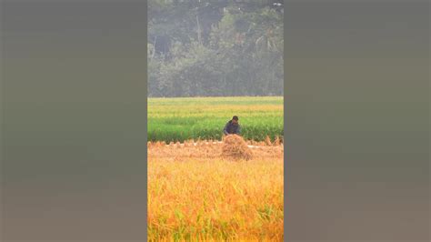 গ্রামীণ দৃশ্য Shorts Youtube