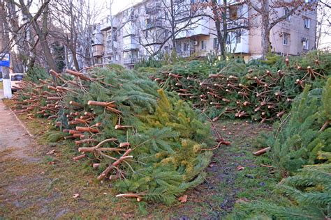 Одесская область: открываются елочные базары
