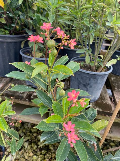 Jatropha ‘watermelon Jatropha Integerrima 10 Inch Pot Pink