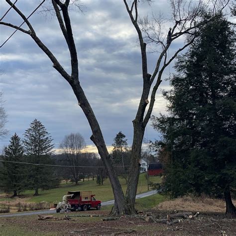 Tristate Tree Service And Firewood Tree Service Morgantown Wv