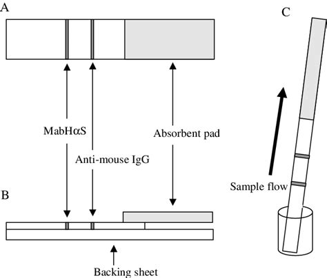 Schematic Representation Of The Immunochromatographic Test Strip A A Download Scientific