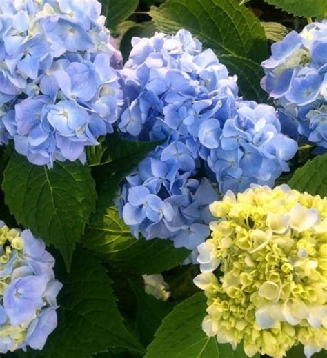 Гортензия крупнолистная голубая "Голубое небо" (Blue sky) - Гортензии ...