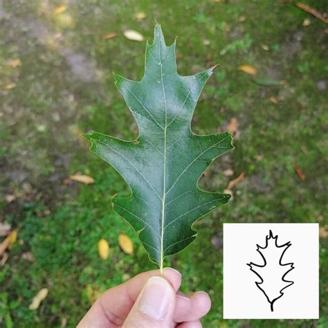 How To Draw Leaves Simple Or Detailed How To Draw Leaves Simple Or Detailed