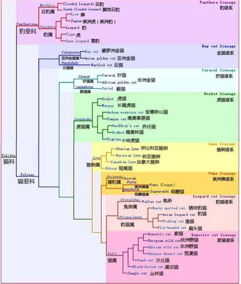 猫和老虎是近亲它们是怎么一步步演化成如今的样子 搜狐大视野 搜狐新闻