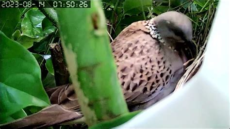 วงจรชีวิตของนกเขาใหญ่ นกเขาฟักไข่ นกเขาทำรัง นกเขาเลี้ยงลูก นกเขาหากิน นกเขาใหญ่ นกเขาชวา