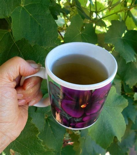 Wonderful Uses And Benefits Of Wooly Lambs Ear Medicinal Herbs Garden Lambs Ear Plant